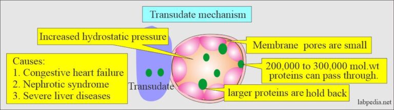 Fluid Analysis, Normal Findings of Various Body Fluids