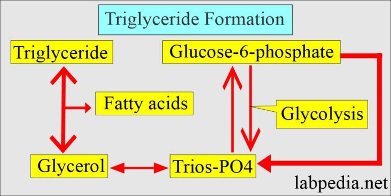 Lipoprotein:- Part 5 - Triglycerides (TG) - Labpedia.net