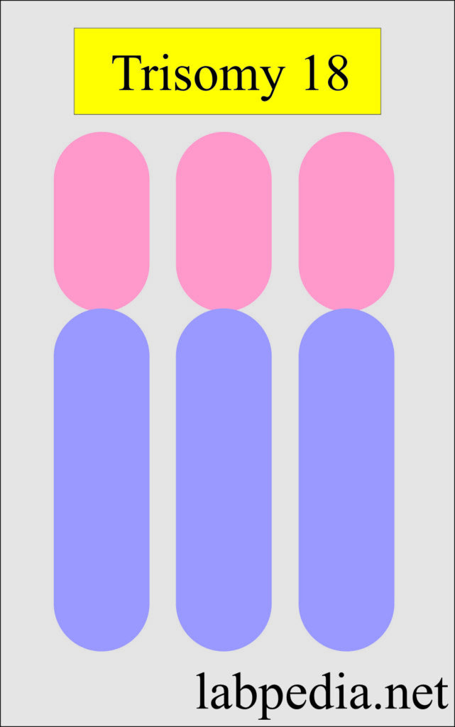 Maternal screening:- Part 2 - Prenatal Screening For Genetic ...