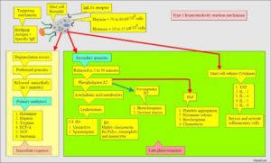 Chapter 11:- Type 1 Hypersensitivity reaction, Anaphylaxis, Atopy, and ...