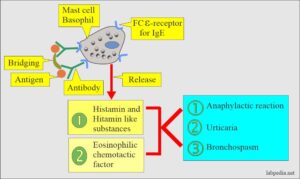 Chapter 11:- Type 1 Hypersensitivity reaction, Anaphylaxis, Atopy, and ...