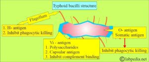 Enteric fever, widal test interpretations