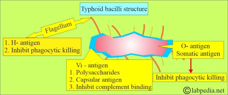 Enteric fever, widal test interpretations