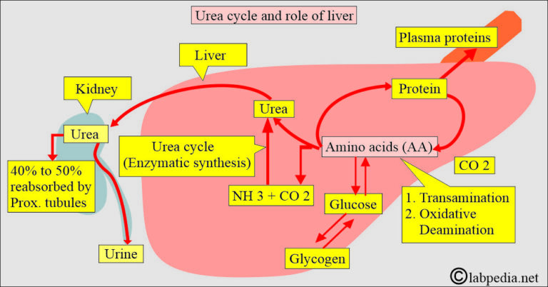 Blood Urea Nitrogen (BUN) or Urea Nitrogen, and Interpretations