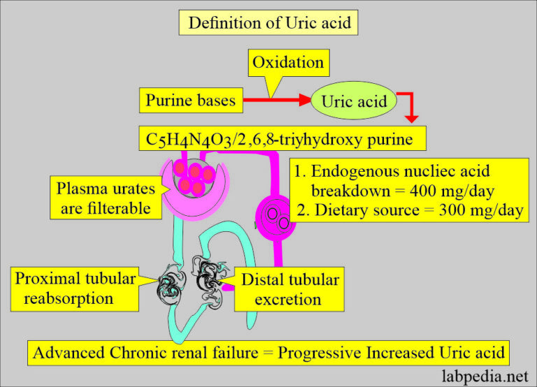Uric acid, Blood Uric Acid - Labpedia.net