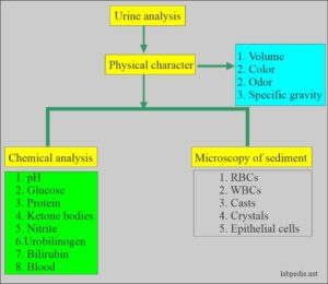 Summary of Normal Urine and Their Significance - Labpedia.net