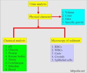 Urine History Composition Normal Findings Labpedia Net