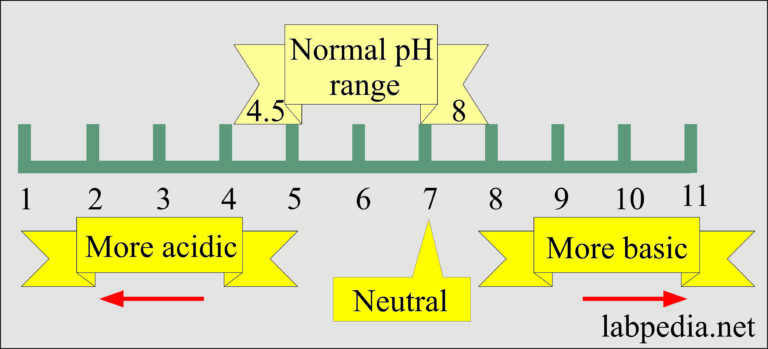 Urine Analysis:- Part 1 - Complete Urine Analysis Discussion - Labpedia.net