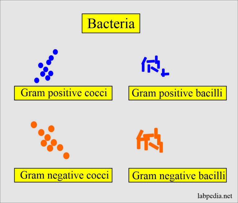 Urine Analysis:- Part 2 -Urine Microscopic Examination and ...