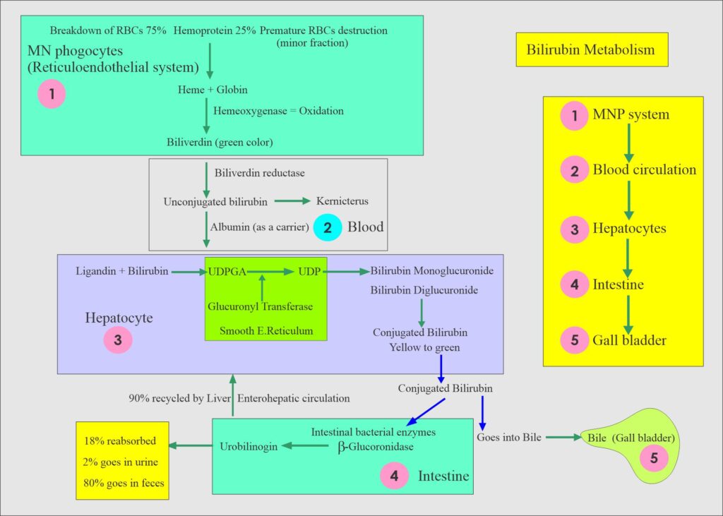 Urine Analysis:- Part 1 - Complete Urine Analysis Discussion - Labpedia.net