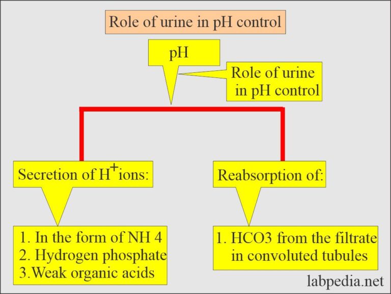 Urine Analysis:- Part 1 - Complete Urine Analysis Discussion - Labpedia.net
