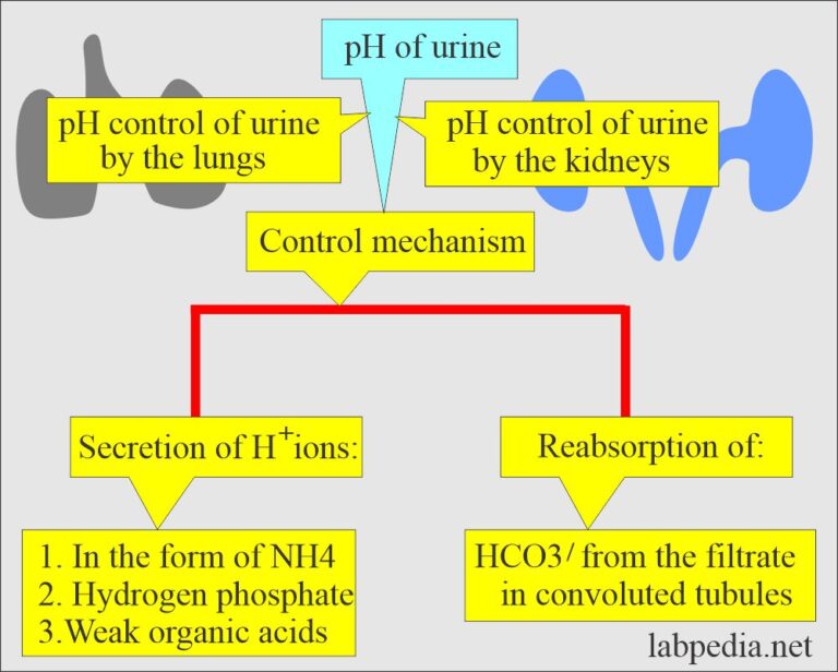 Urine Analysis:- Part 3 - Urine Physical Examination and ...