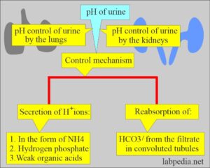 Urine pH and Its Significance - Labpedia.net