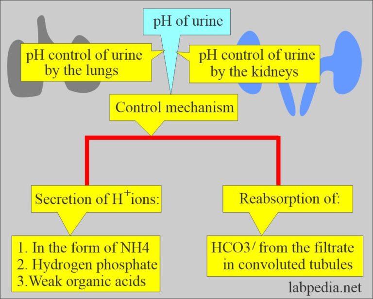 Urine pH and Its Significance - Labpedia.net