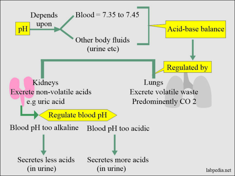 Urine complete Analysis - Labpedia.net