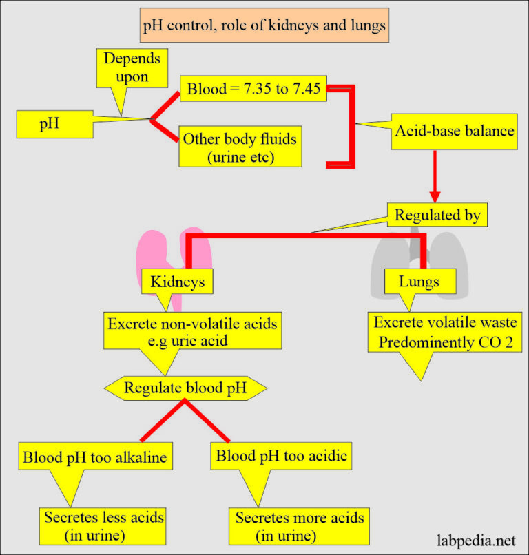 Urine Analysis:- Part 1 - Complete Urine Analysis Discussion - Labpedia.net