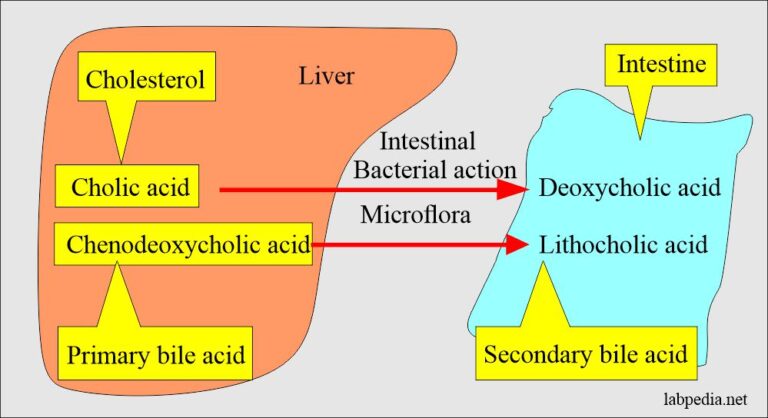 Urine-Bile Salts in The Urine (Bile Acid Metabolism) – Labpedia.net