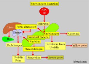 Urine for Urobilinogen