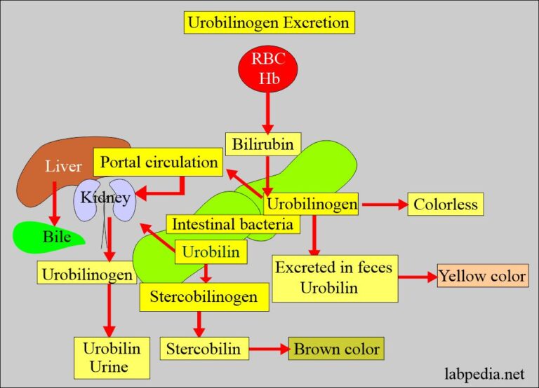 Urine for Urobilinogen