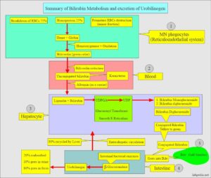 Urine for Urobilinogen