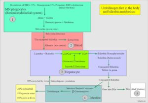 Urine for Urobilinogen