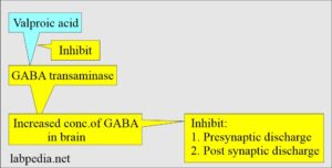 Valproic acid (Valproate level) - Labpedia.net