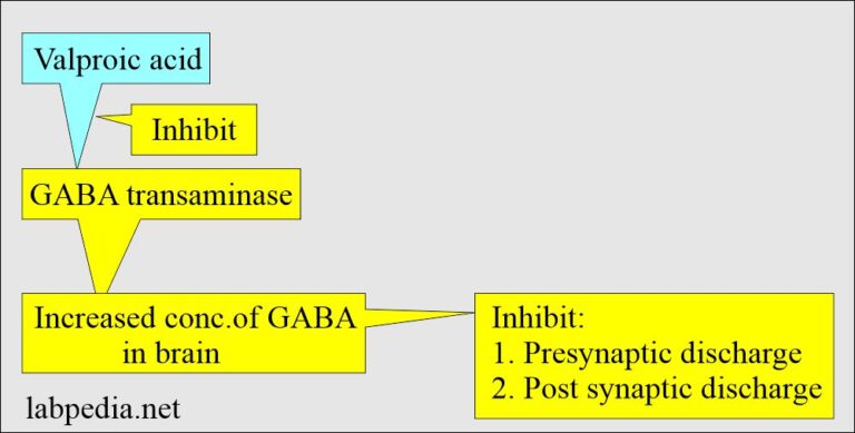 Valproic acid (Valproate level) - Labpedia.net