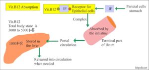 Intrinsic factor Antibody (IF Ab) - Labpedia.net