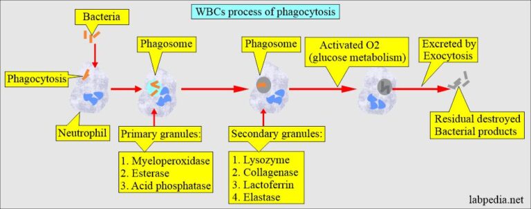 White blood cells:- Part 1 - White Blood Cells (WBC) Development ...