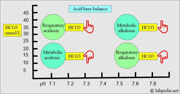 Understanding Bicarbonate Level (HCO3-) in Acid-Base Balance
