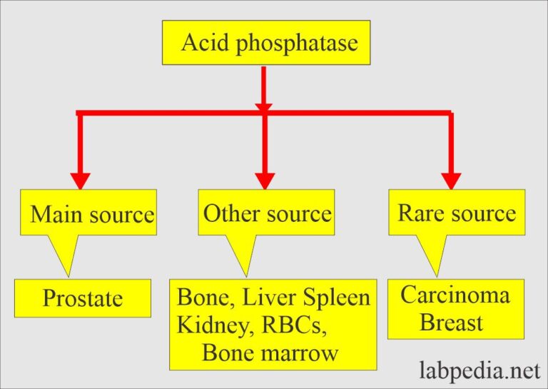 Acid phosphatase and Prostatic phosphatase - Labpedia.net