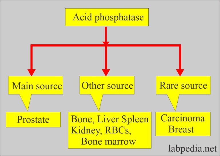 Diagnostic value of various enzymes
