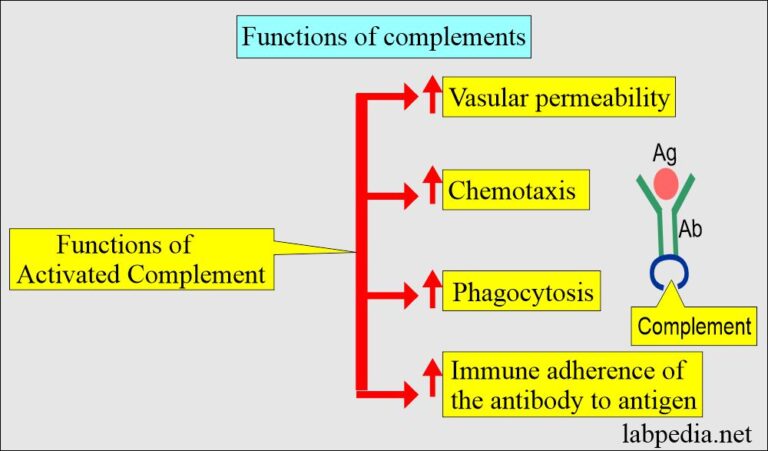 Complement, C3 and C4, Acute Phase Protein - Labpedia.net