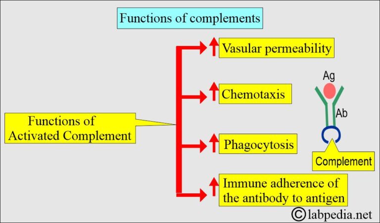 Complement, C3 and C4, Acute Phase Protein - Labpedia.net