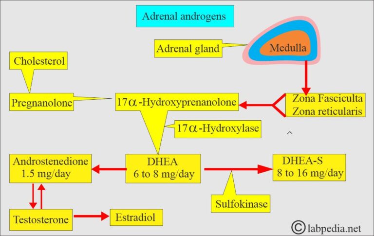 Understanding Adrenal Androgens: AD, DHEA-S, DHEA Explained
