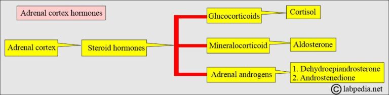 Cortisol Hormone, Hydrocortisone (AM and PM) and Cushing's syndrome ...