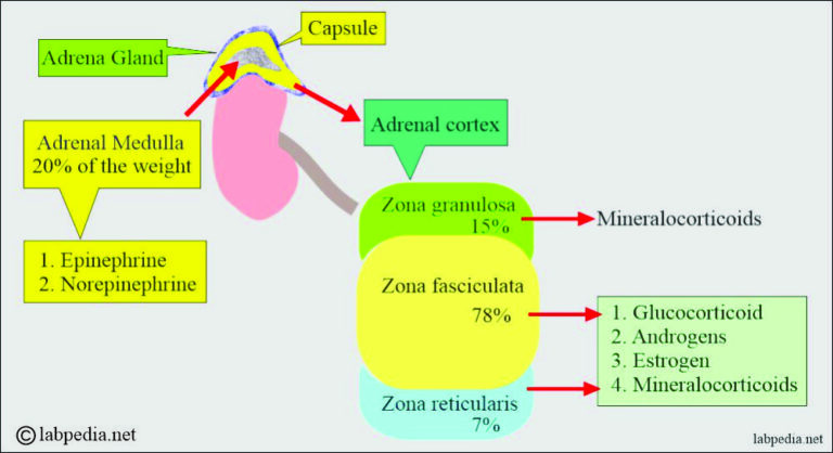 Adrenal Gland Hormones Interpretation, (Cortisol and Aldosterone ...