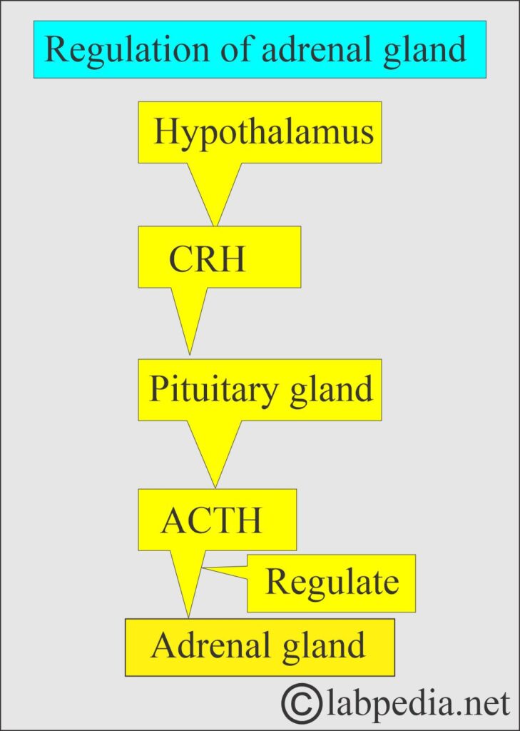 Understanding Adrenal Androgens: AD, DHEA-S, DHEA Explained