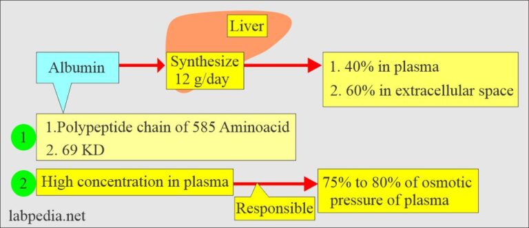 Albumin (Serum Albumin) - Labpedia.net