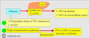 Understanding Albumin: Key Role in Serum and Health