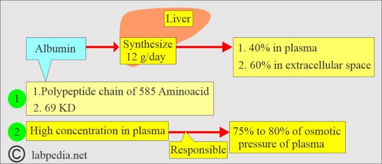 Understanding Albumin: Key Role in Serum and Health