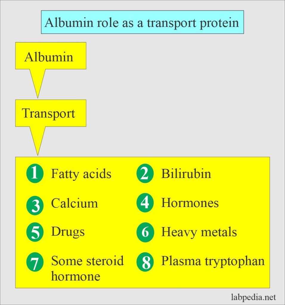 Albumin (Serum Albumin) - Labpedia.net