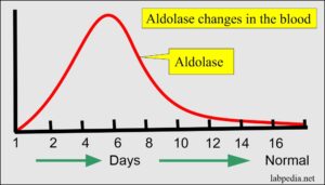 Aldolase level, and Its Significance