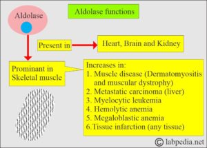 Aldolase and Its Significance - Labpedia.net
