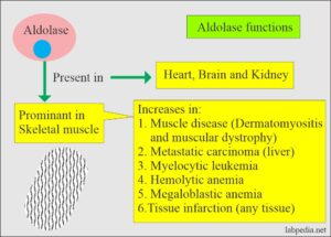 Aldolase and Its Significance - Labpedia.net