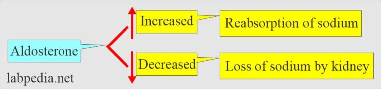 Urine Sodium (Na+), Spot test, 24-Hour Urine Sodium - Labpedia.net