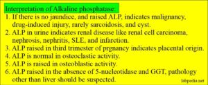 Alkaline phosphatase (ALP) - Labpedia.net