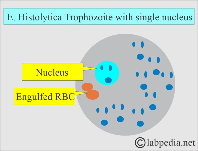 Entamoeba Histolytica, Life cycle, Amebiasis Diagnosis - Labpedia.net
