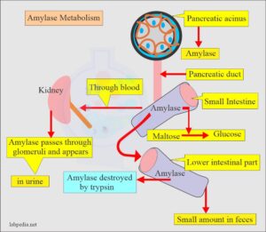 Amylase Serum and Acute Pancreatitis Diagnosis - Labpedia.net