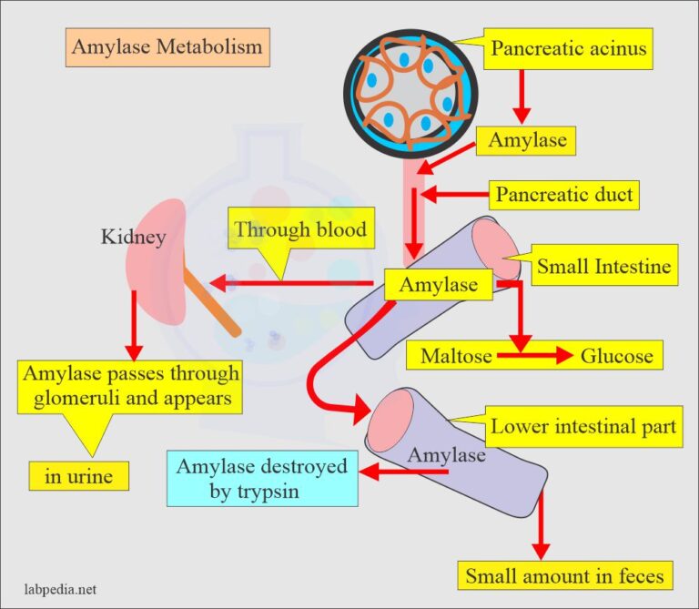 Diagnostic value of various enzymes
